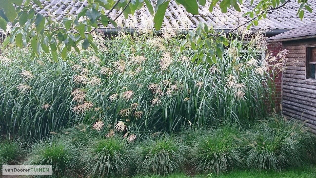 Het gebruik van siergrassen - Tuinontwerpervinden.nl TOG Het gebruik van siergrassen - Tuinontwerpervinden.nl TOG